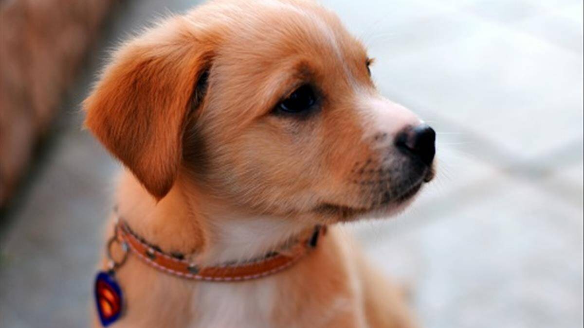 Chó chạy vào nhà là điềm gì? Tốt hay xấu trong phong thuỷ